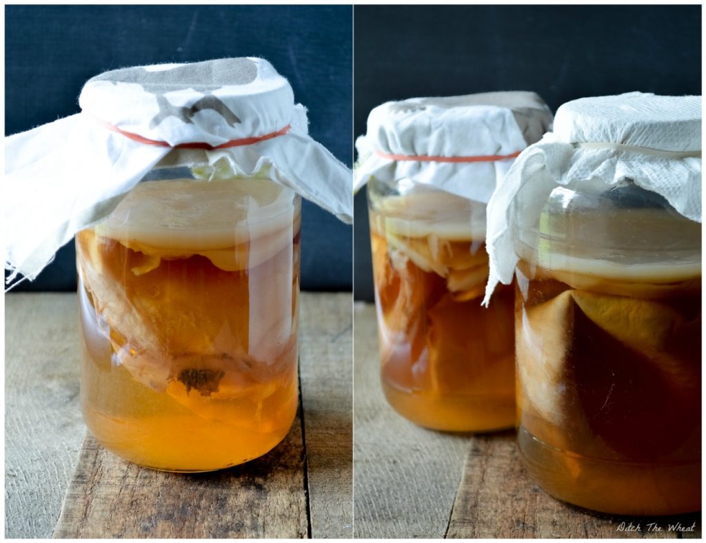 Kombucha Scoby